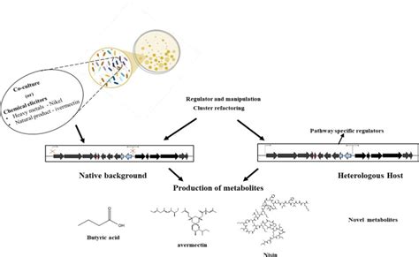 Challenges And Limitations In Using Bacterial Metabolites As