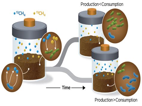 New R Package Makes Disentangling The Components Of Biogeochemical