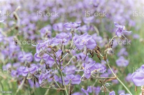 태국 프라 친 부리 주 분야에서 피 아름 다운 바이올렛 Murdannia Giganteum 꽃의 클로즈업 0명에 대한 스톡 사진