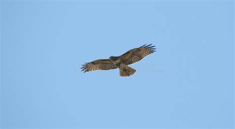 Juvenile Red Tailed Hawk Buteo Jamaicensis Flying In The Blue Sky Stock