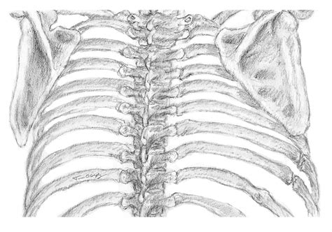 Fracture De Côtes Thoracotomie
