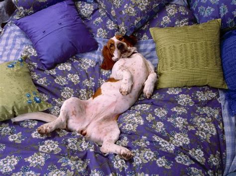 Basset Hound Belly Rub
