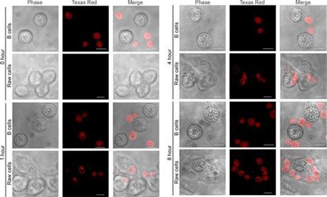 β Glucanactivated Human B Lymphocytes Participate In Innate Immune