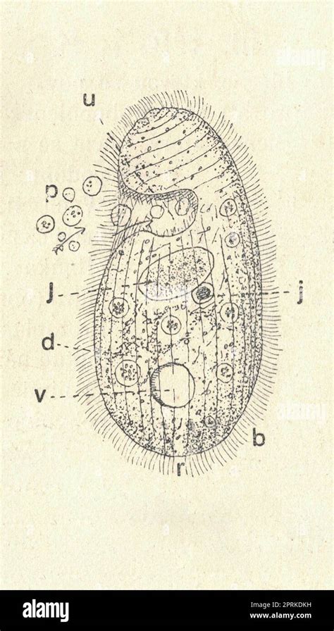 Antique Engraved Illustration Of A Ciliate Vintage Illustration Of A