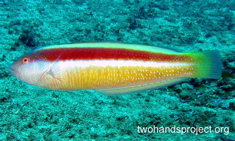 Red Scribbled Wrasse
