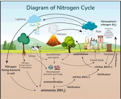 Rising Nitrogen Pollution