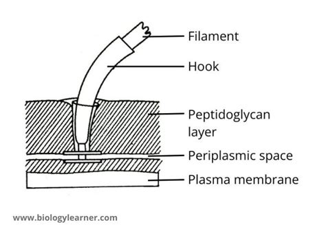 Diagram Rod Structure Bacterial Flagella Structure And Funct