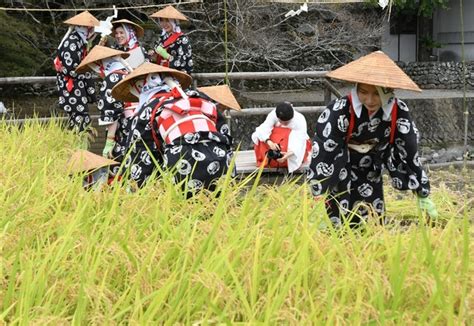 稲を刈る早乙女姿の巫女 佐賀鹿島の祐徳稲荷神社で抜穂祭 早乙女姿の巫女が稲刈り動画 写真画像 1 1 西日本新聞me