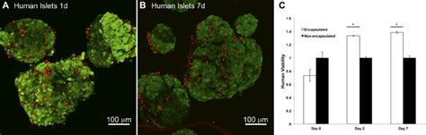 Human Islets Are Viable After Silica Coating And Show Improved Download Scientific Diagram