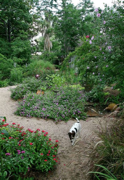 Trailing Lavender Lantana A Long Flowering Butterfly Magnet