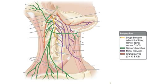 Cervical Plexus Diagram Quizlet