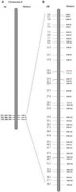 Rgsr81 A New Quantitative Trait Locus Conferring Resistance To Gibberella Stalk Rot In Maize