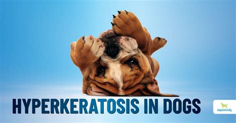 Hyperkeratosis Dog