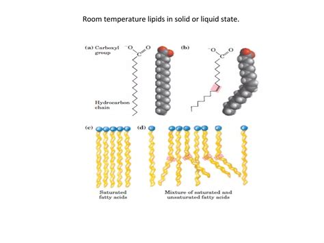 Lipids Ppt Chemistry Science