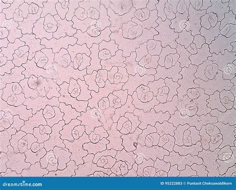 Leaf Epidermis Stock Image Image Of Color Environmental 95222883