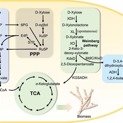 Map Of Central Carbon Metabolism Of M Thermophila The Weimberg Download Scientific Diagram