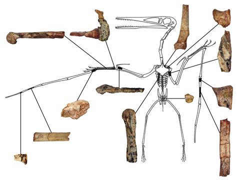 ‘hidden Serpent Fossil Reveals Origin Of Giant Flying Reptiles Pbs News