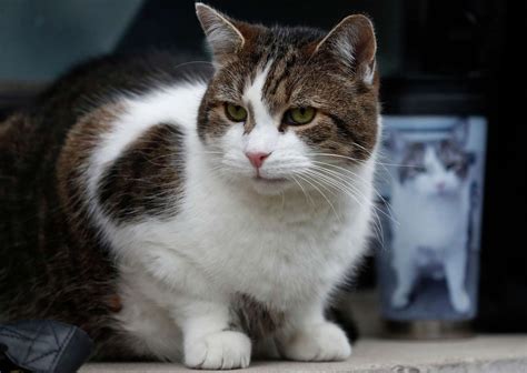 Larry The Cat Britains Chief Mouser At 10 Downing Street For 15 Years