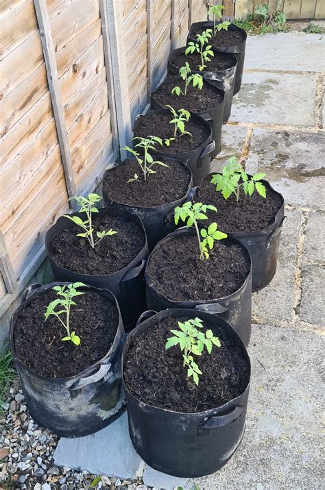 How Many Tomato Plants Per Gallon Bucket MegaTomato