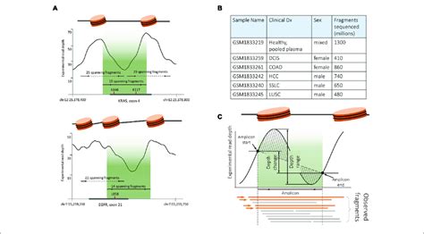 Plasma Cfdna Fragmentation Pattern Biases Analytical Characteristics