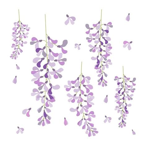 Vector Wisteria Flower Illustration