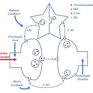 Tripartite Synapse