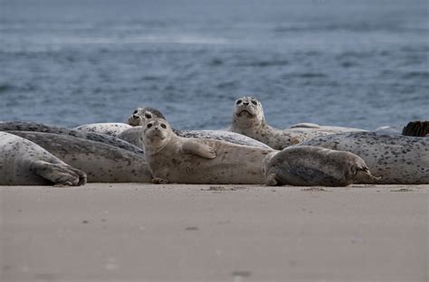 Harbor Seals Oregon Coast National Wildlife Refuges Flickr