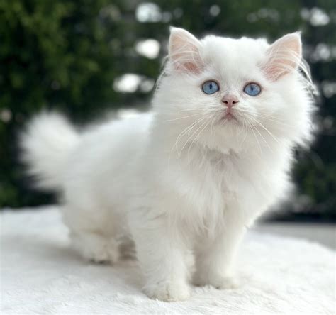 British Longhair Cat Breed