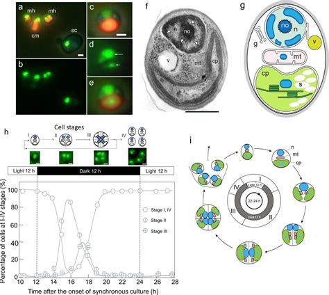 New Species Of Ultrasmall Microalgae Found In Home Aquarium Could Have