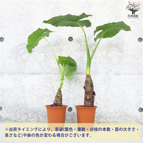 クワズイモ 観葉植物 4号ポット お買い得2個セット 人気 おしゃれ インテリア 観賞 送料無料 野菜苗・植物・青果物販売のitanse
