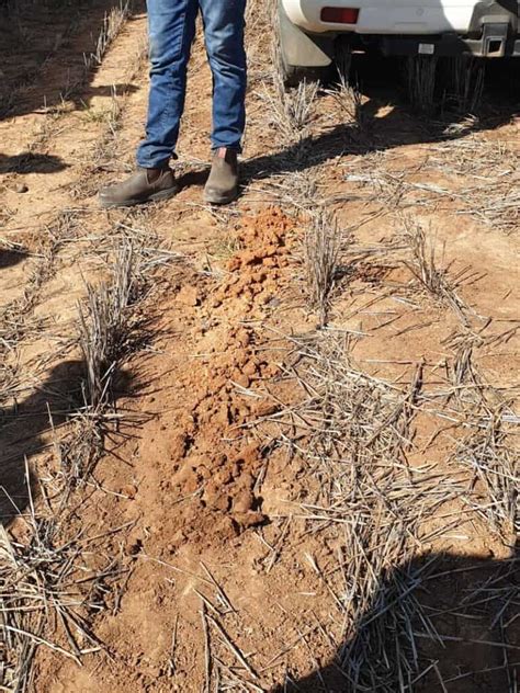 Fallow In Low Rainfall Zones Merredin And Districts Farm Improvement