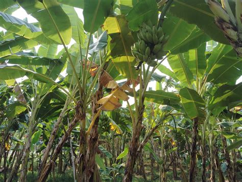 ကျိုင်းတုံမြို့၌ ပြည်သူ့စစ်မှုထမ်းသင်တန်း အမှတ်စဉ် ၇ ၂၀၂၄ သင်တန်းဖွင့် Information And