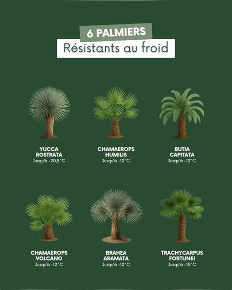 Best 13 39 Types Of Palm Trees Complete Identification Guide With Images And Facts Artofit