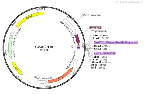 Pgadt7 Rec载体信息pgadt7 Rec质粒图谱pgadt7 Rec序列 爱科博生物 Pgadt7 Rec载体信息pgadt7 Rec质粒图谱pgadt7 Rec序列 爱科博生物