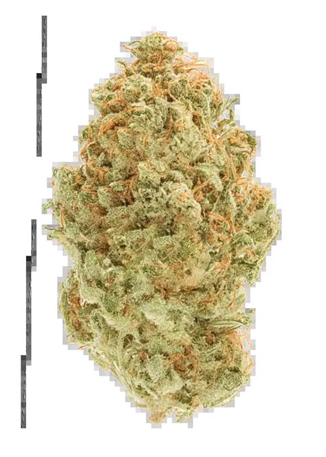 Alien Rock Candy Cannabis Strain Information Growdiaries