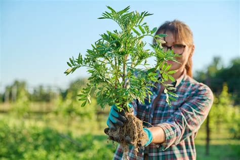 Woman With Marigold Plant Bush With Open Root System Preparing To Plant Stock Image Image Of