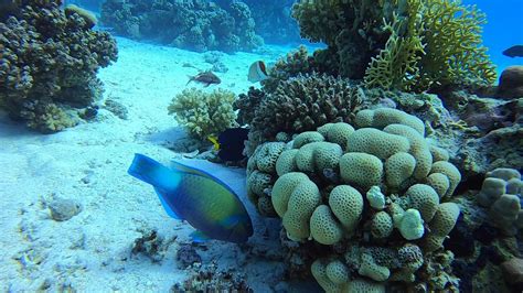 Red Sea SCUBA Diving Parrotfish One News Page VIDEO