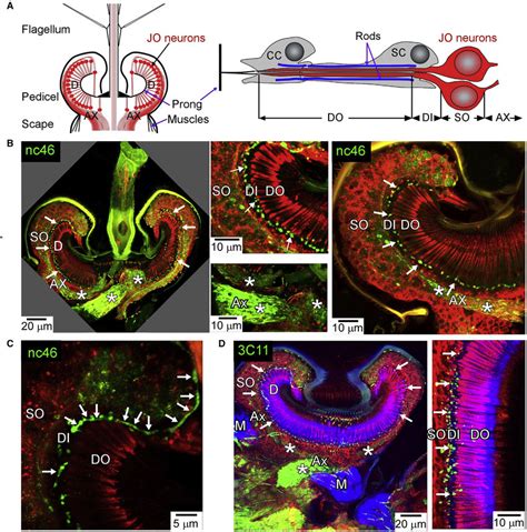 Presynaptic Marker Staining In The Male Jo A Sketches Of Jo Left