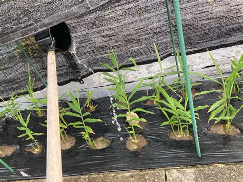 しょうがの日よけ あたしンち