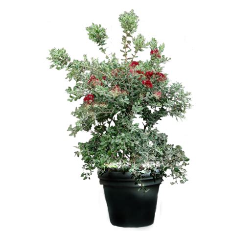 Metrosideros Excelsus Pot Size 35cms