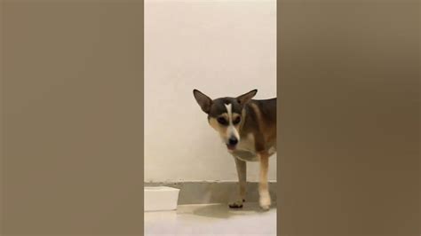 කාමරේටම එන්නෙ බය නැතුව එයාට අපිව ඒ තරම් විස්වාස නිසානේ Trending Viralvideo Youtube