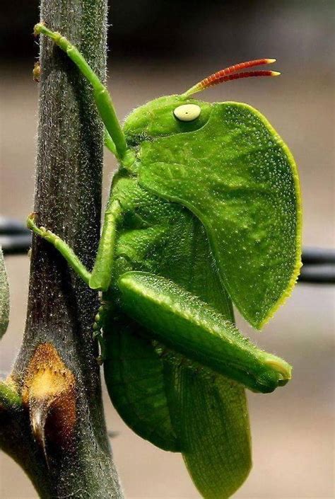 α и G є ℓ ι ℓ ℓ ο — Hooded Grasshopper