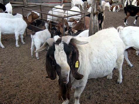 Los Ranchos De Ganado De México Criadero De Cabras Boer Y Chivos Boer