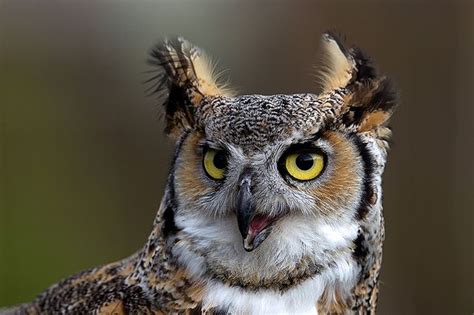 Canadian Long Eared Owl Owl Long Eared Owl Owl Tattoo
