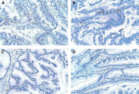 Representative Photomicrographs Of Immunohistochemical Staining Of