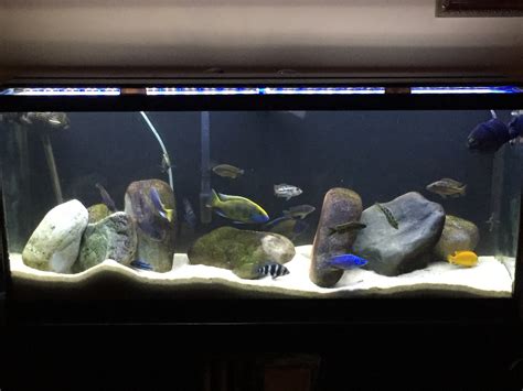 55 Gallon Cichlid Tank Aquariums