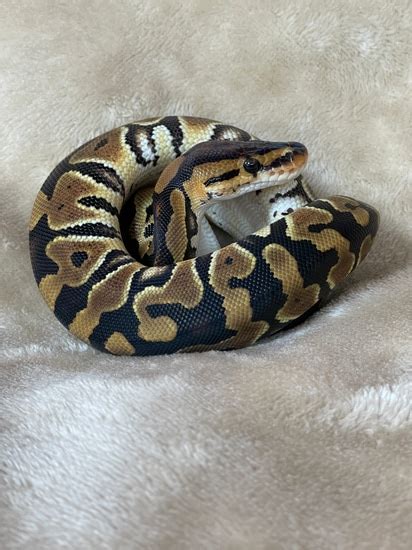 Crypton Het Dg Ball Python By Phil Harris Reptiles