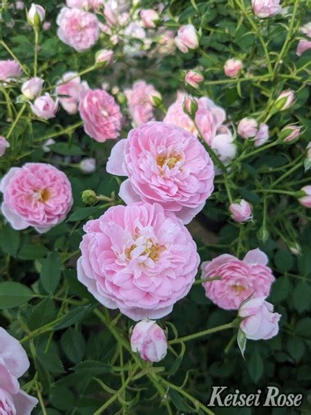 Roses