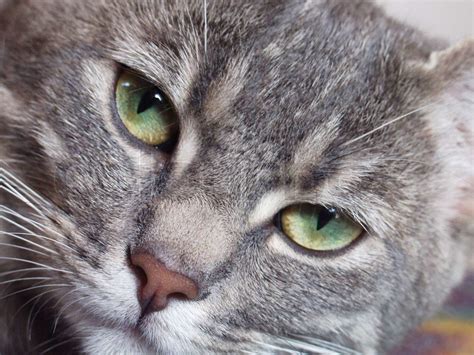 Grey Cat With Green Eyes Stock Image Colourbox