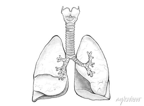 Human Respiratory System Anatomy Sketch Drawing Posters For The Wall